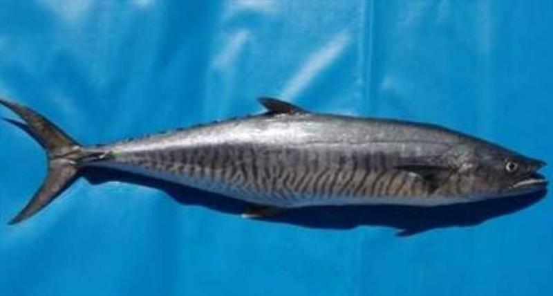 Department of Agriculture and Fisheries Queensland news update